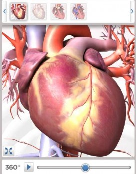 Free Educational Resource: Anatomy Videos