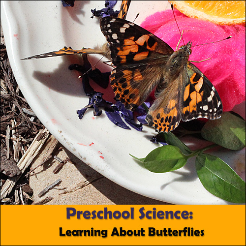 Free Butterfly Resource Unit