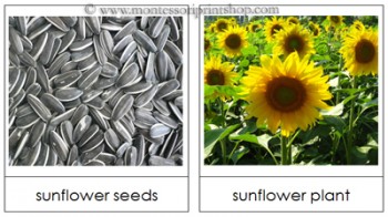 Free Montessori Based Botany Materials for a Gardening Unit