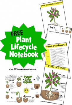Free Plant Life Cycle Notebook Printables