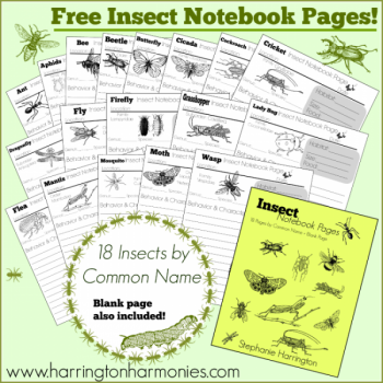 Free Insect Notebook Pages