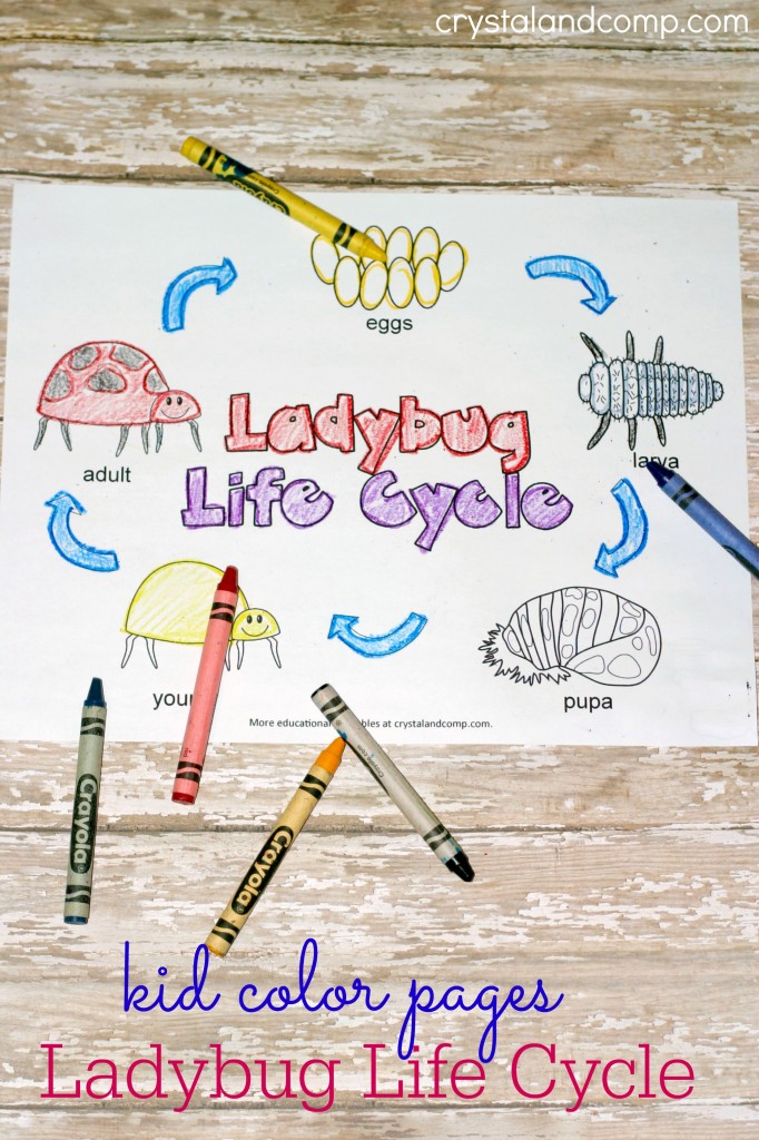 Ladybug Life-cycle Coloring Pages