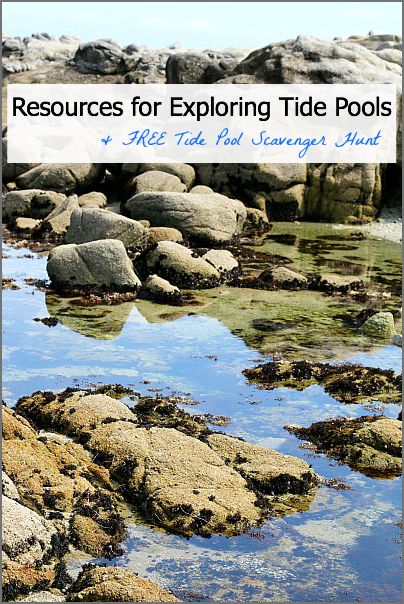 FREE Tide Pool Resources and Printable Scavenger Hunt