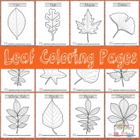 FREE Leaf Identification Coloring Pages