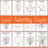 FREE Leaf Identification Coloring Pages