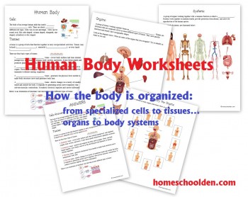 FREE Human Body Organization Pack: Cells, Tissues, Organs, Systems