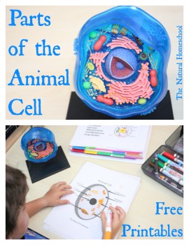 FREE Animal Cell Lesson and Printable