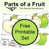 FREE Parts of a Fruit Botany Set