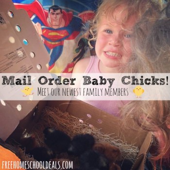 Mail Order BABY CHICKS -- Meet Our Newest Family Members!