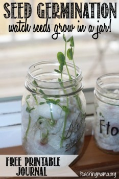 FREE Seed Germination Activity and Printable