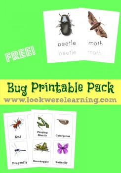 FREE Bug Printables Pack
