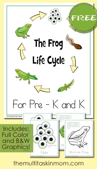FREE Frog Life Cycle for PreK and K Pack
