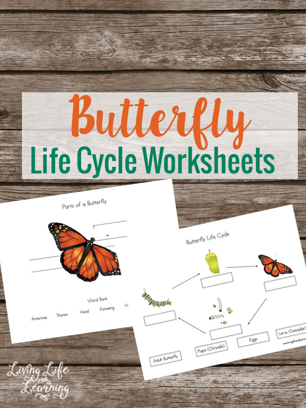 FREE Butterfly Life Cycle Worksheets