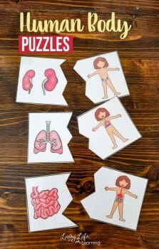 The Amazing List of FREE Human Body Resources! | Free Homeschool Deals