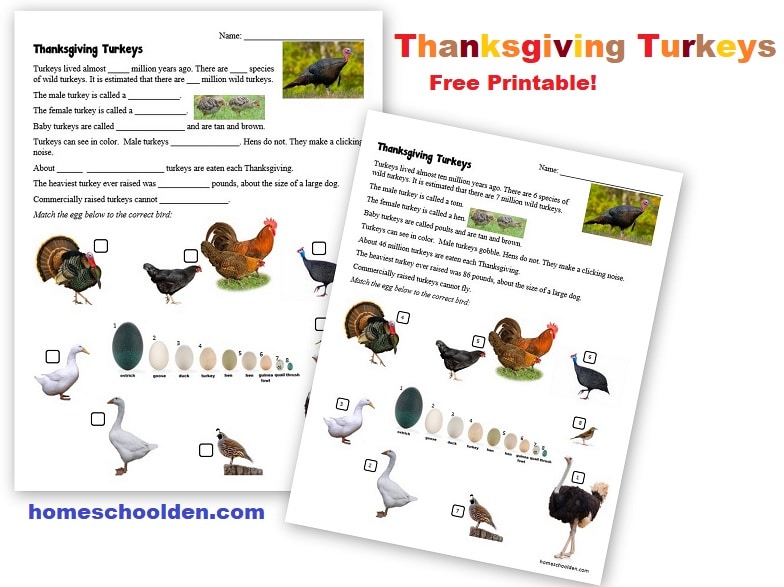 FREE Turkey Facts Printable Sheet | Free Homeschool Deals