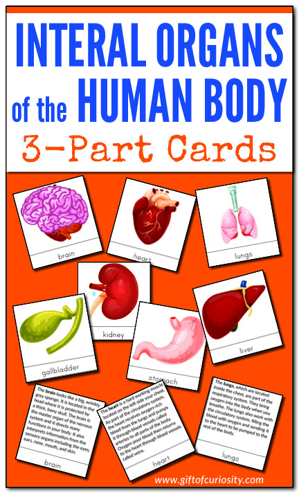 The Amazing List of FREE Human Body Resources! | Free Homeschool Deals