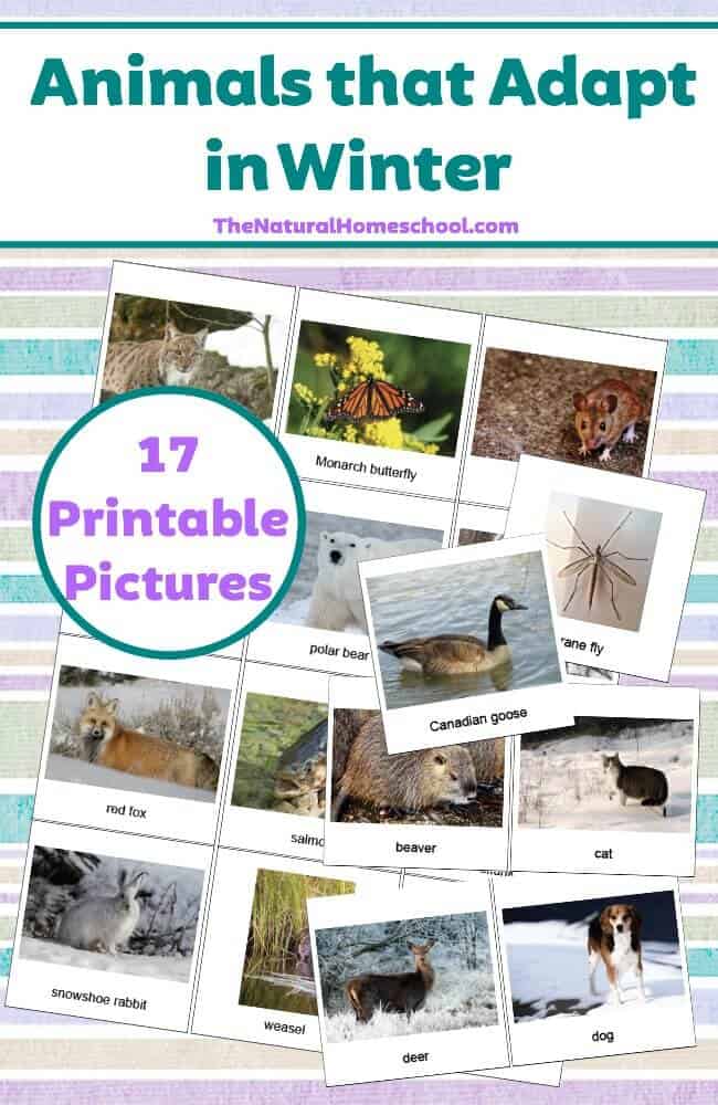 FREE Winter Animal Adaptation Cards | Free Homeschool Deals