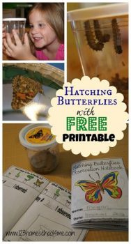 Free Butterfly Resource Unit