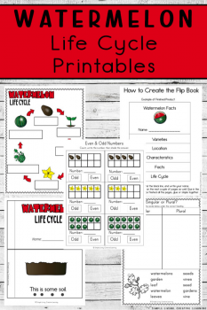 FREE Watermelon Life Cycle Printables | Free Homeschool Deals