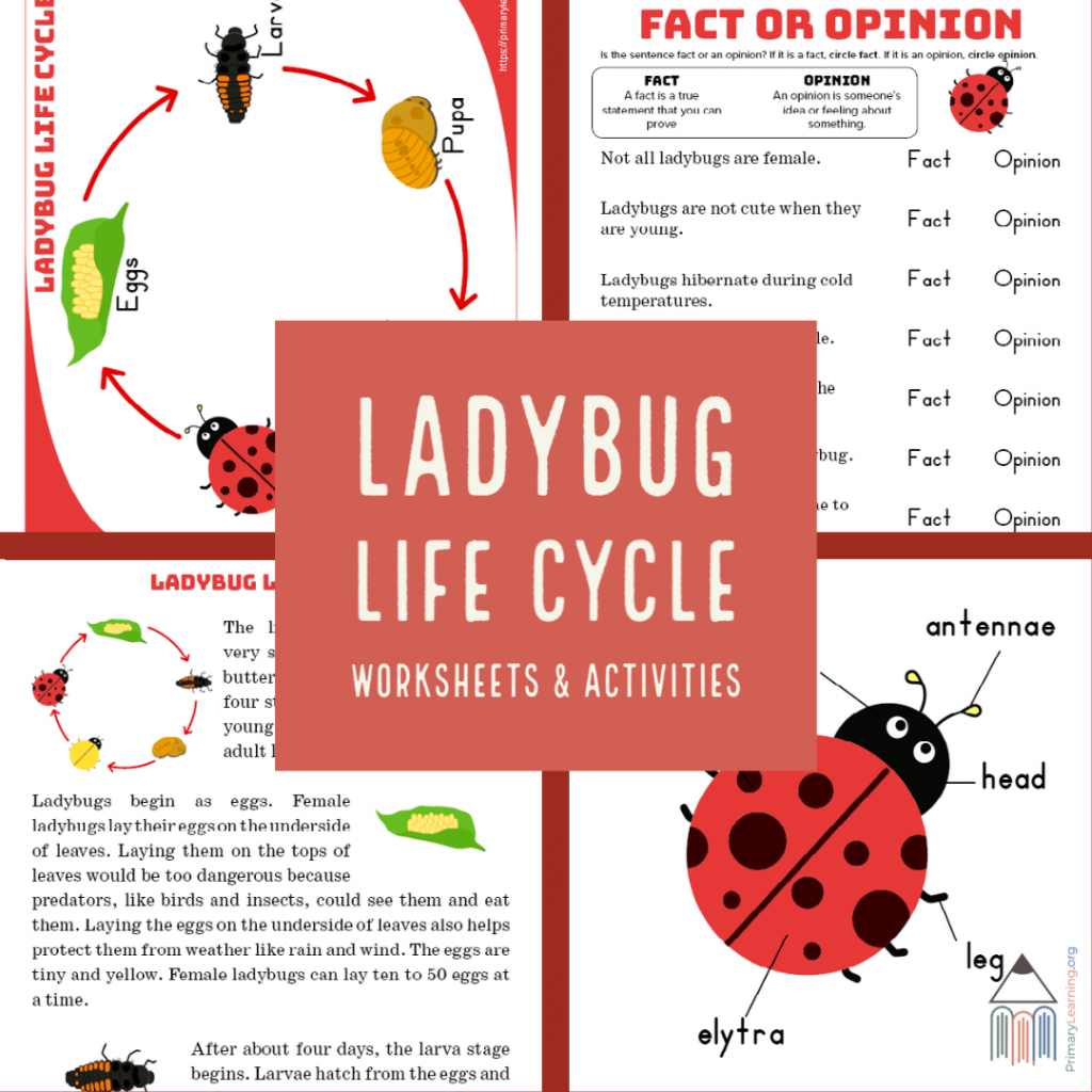 FREE Ladybug Life Cycle Resources | Free Homeschool Deals