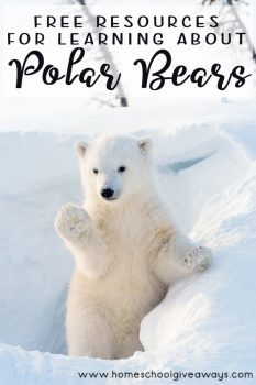 Polar Bear Learning Resources | Free Homeschool Deals