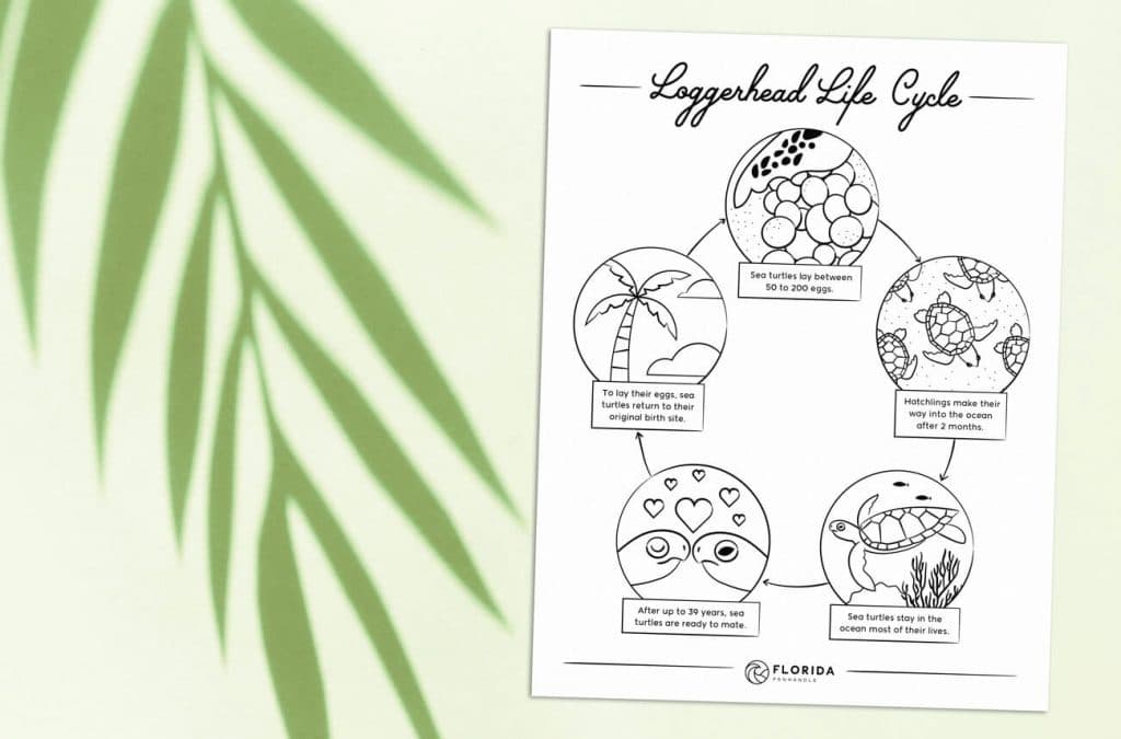 FREE Sea Turtle Education Printables | Free Homeschool Deals