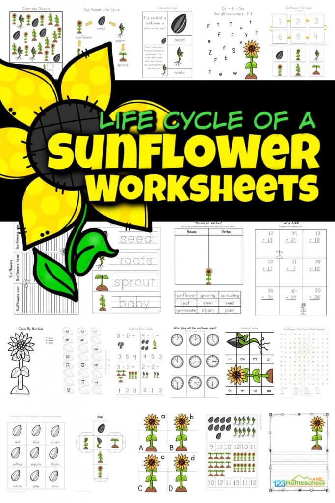 Sunflower Life Cycle FREE Worksheets | Free Homeschool Deals