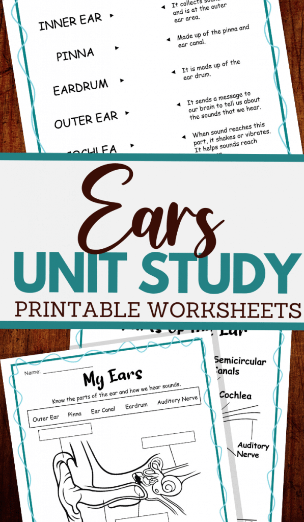 FREE Human Ear Worksheets | Free Homeschool Deals
