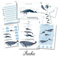 Free Whales Study Pack | Free Homeschool Deals