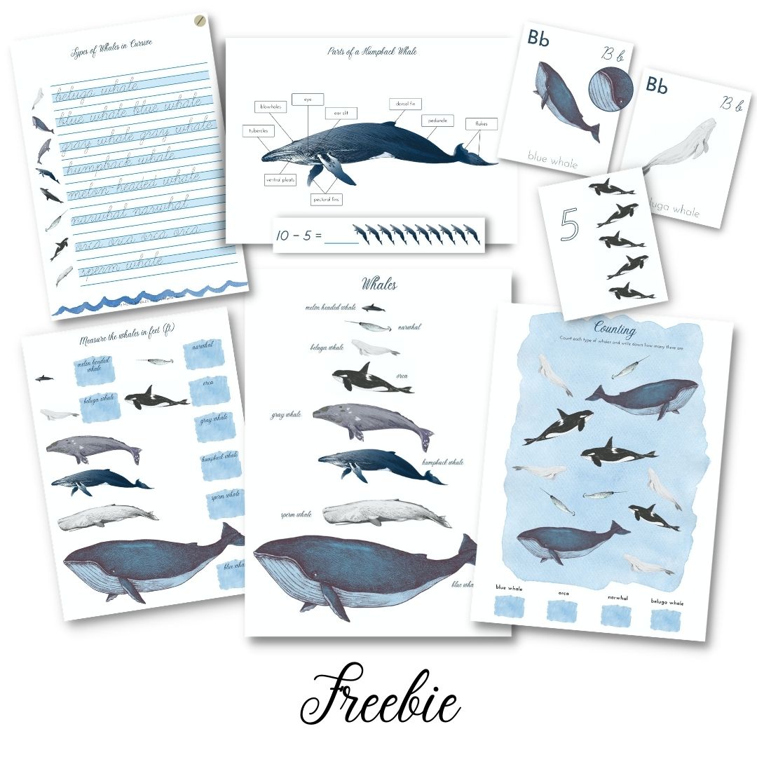 Free Whales Study Pack | Free Homeschool Deals
