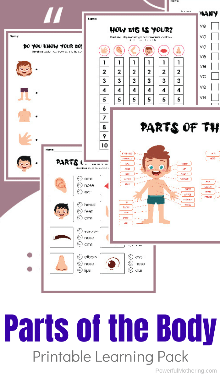Human Body Activity Pack | Free Homeschool Deals