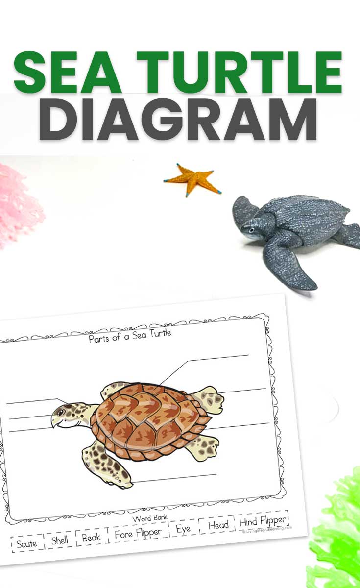 Sea Turtle Learning Activity | Free Homeschool Deals