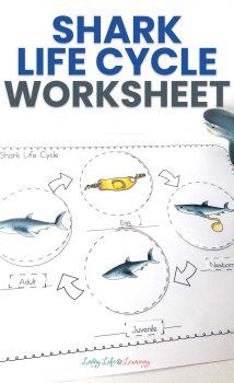 Shark Life Cycle Activity | Free Homeschool Deals