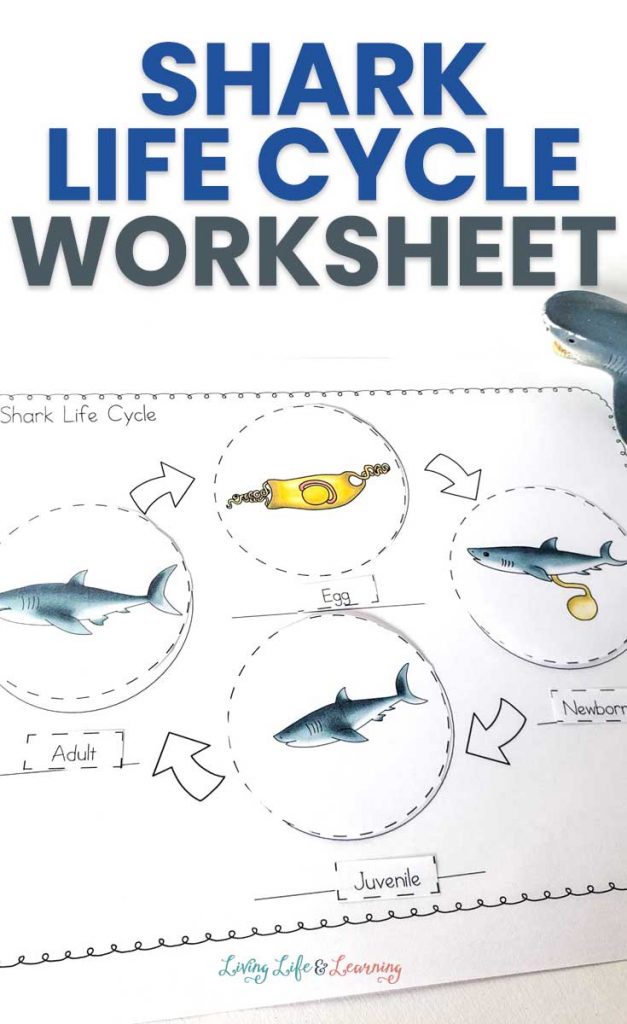 Shark Life Cycle Activity | Free Homeschool Deals