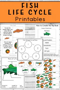 Fish Life Cycle Learning Pack | Free Homeschool Deals