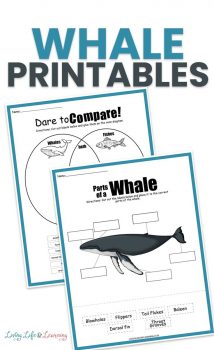 Free Whales Learning Activity | Free Homeschool Deals