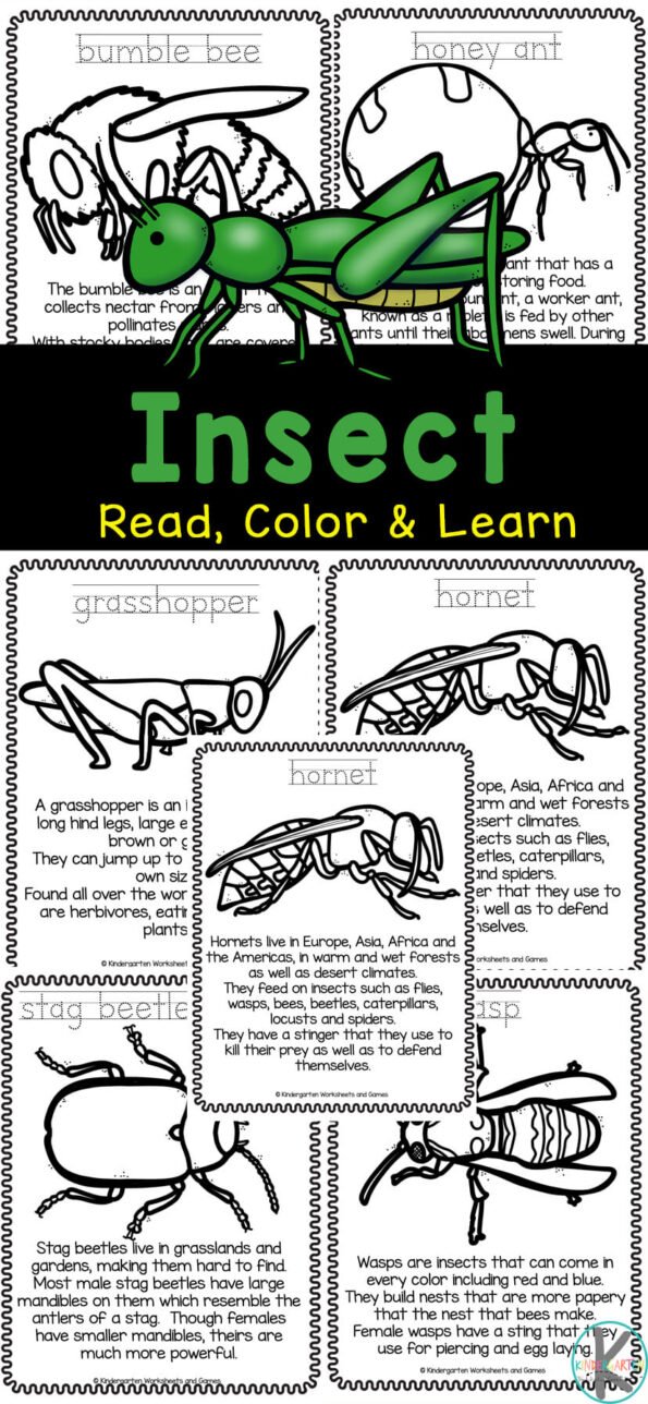 Insect Color and Learn Worksheets | Free Homeschool Deals