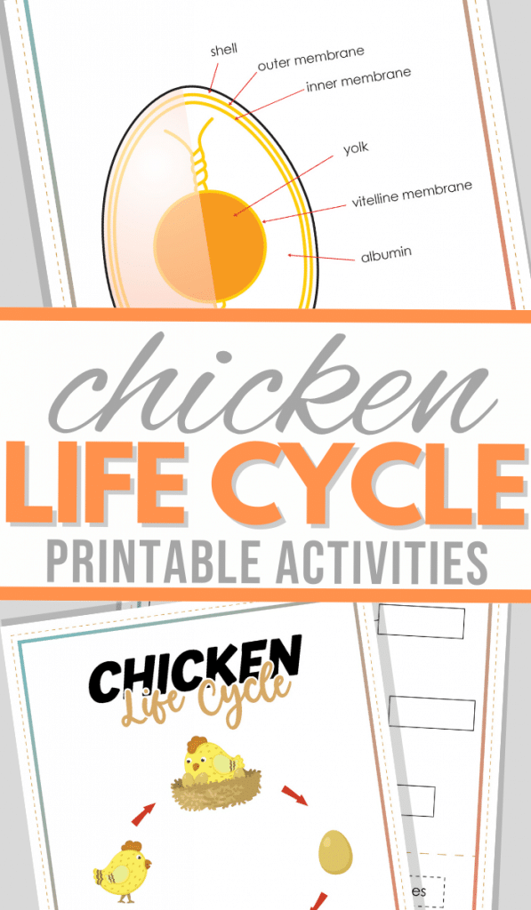 Free Chicken Life Cycle Activity | Free Homeschool Deals