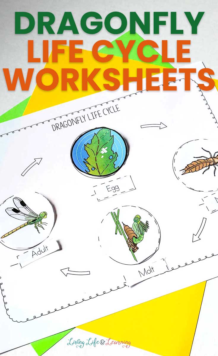 Dragonfly's Life Cycle | Free Homeschool Deals