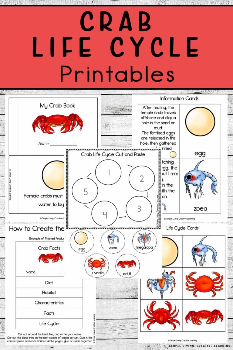 Crab Life Cycle Worksheets | Free Homeschool Deals