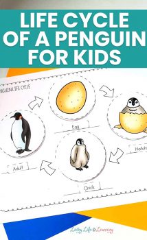 Penguin Life Cycle | Free Homeschool Deals