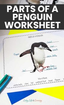 Parts of a Penguin Worksheet | Free Homeschool Deals