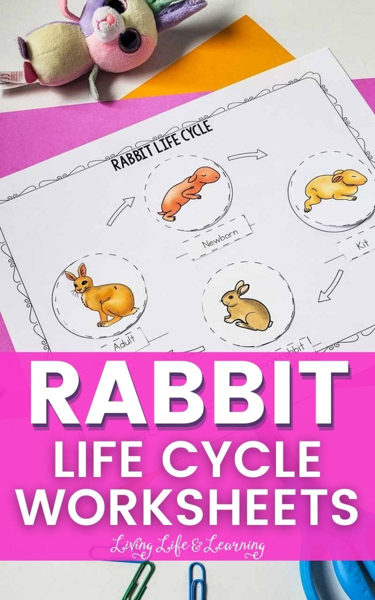 Rabbit Life Cycle Worksheets | Free Homeschool Deals