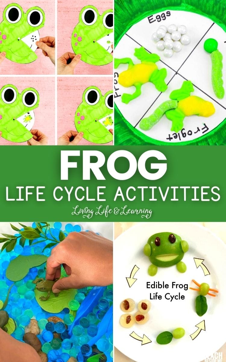 Frog Life Cycle Activities | Free Homeschool Deals