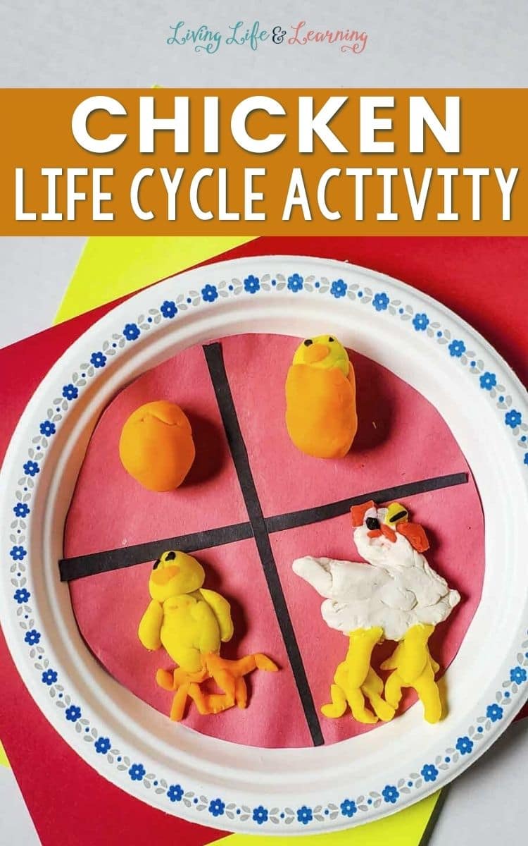 Chicken Life Cycle Activity | Free Homeschool Deals