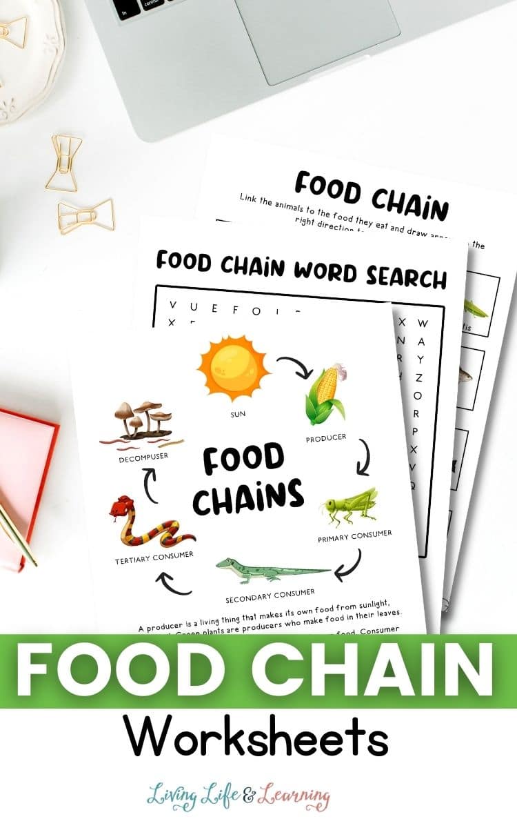 Food Chain Worksheets Free Homeschool Deals Food Chain Worksheets Free Homeschool Deals