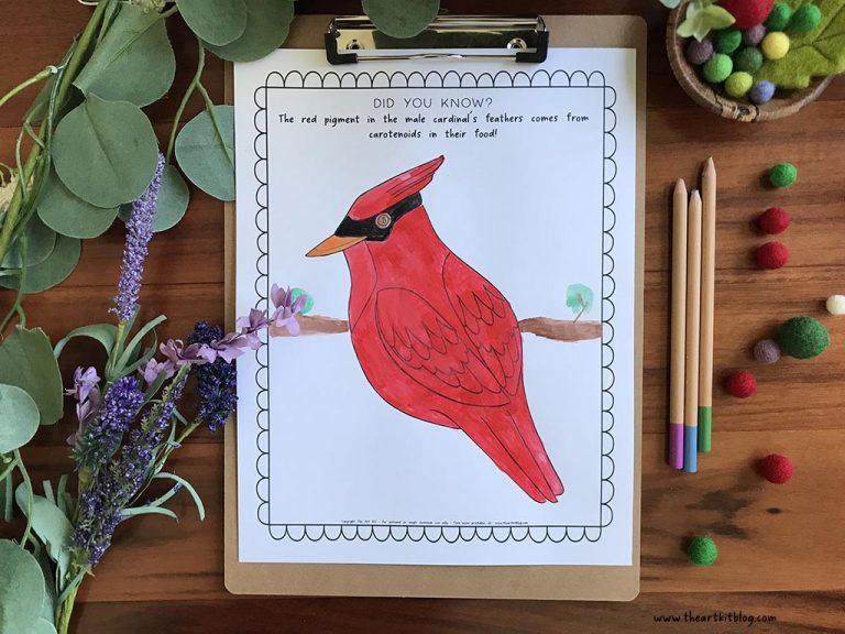 Cardinal Fun Fact Coloring Page | Free Homeschool Deals