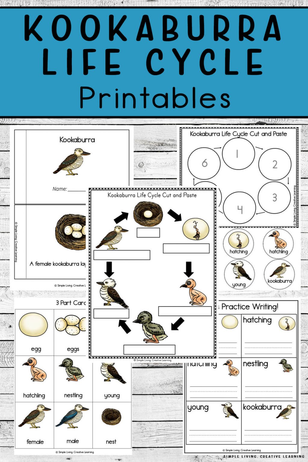 Kookaburra Life Cycle Worksheets | Free Homeschool Deals