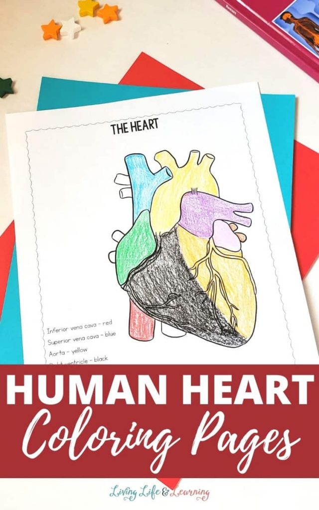 Human Heart Coloring Pages | Free Homeschool Deals