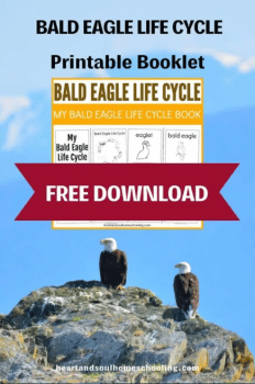 Bald Eagle Life Cycle Worksheets | Free Homeschool Deals
